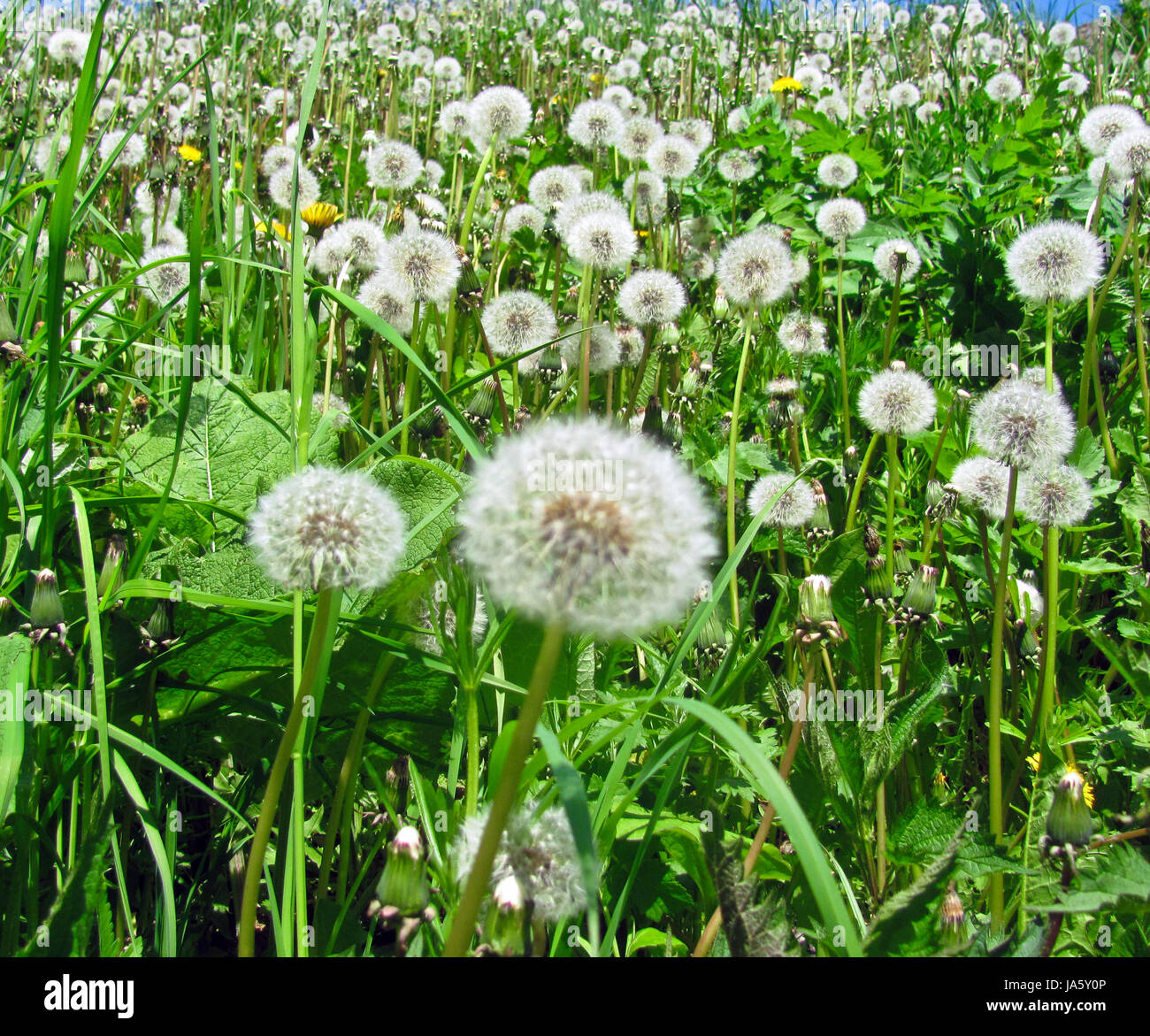dandelion flower, white Stock Photo - Alamy