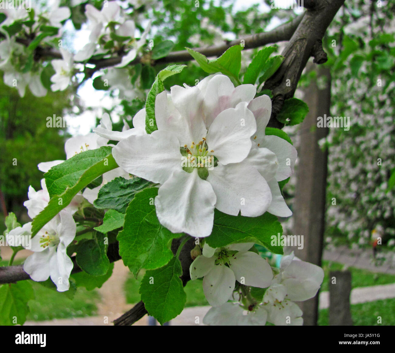 Blooms tree hi-res stock photography and images - Alamy