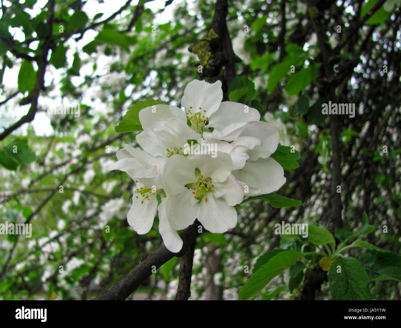 blooming apple tree Stock Photo - Alamy