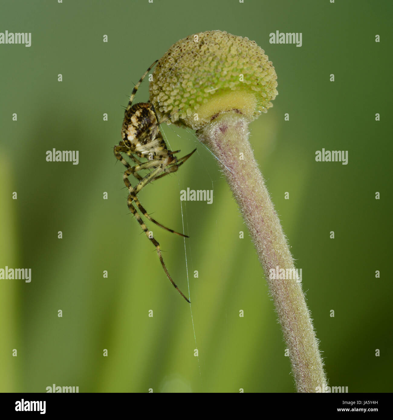 insect, spider, legs, macro, close-up, macro admission, close up view ...