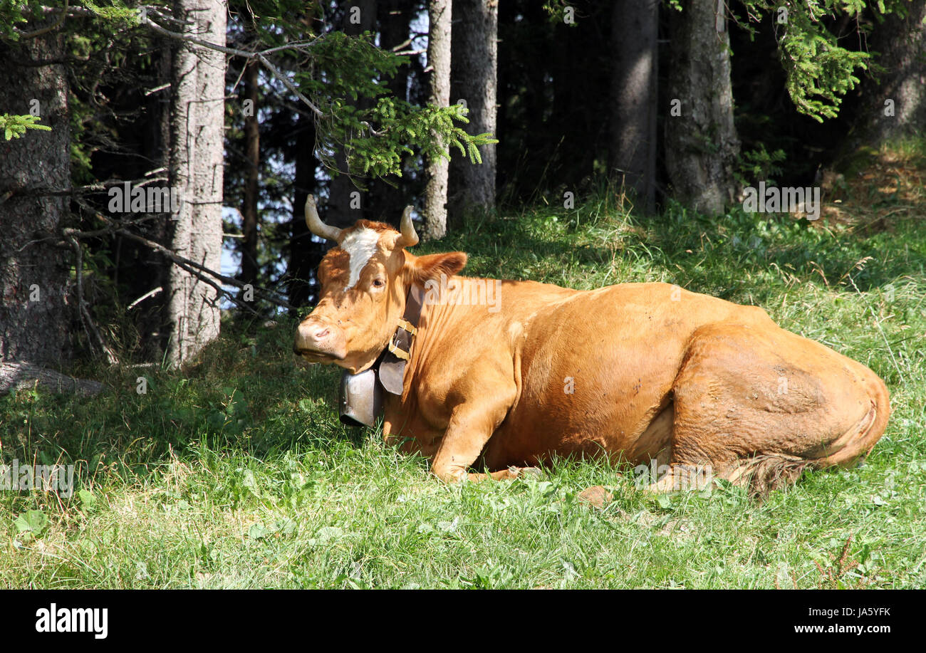 mountains, agriculture, farming, cow, allgu, milker, dairy, mountains ...