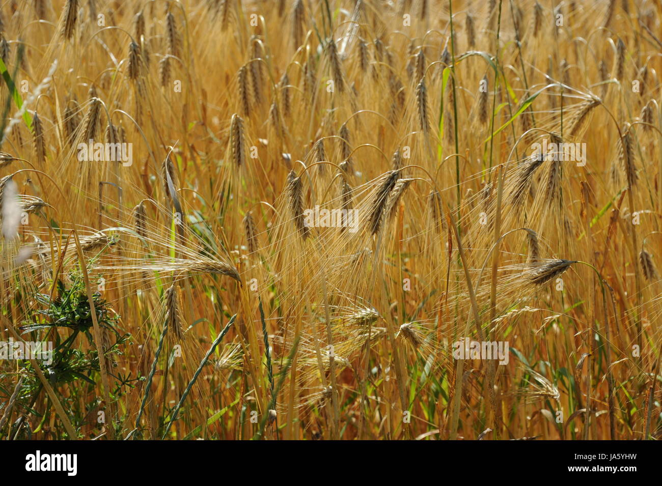 waves, wheat, rye, barley, oats, grain, cereal, motion, postponement ...