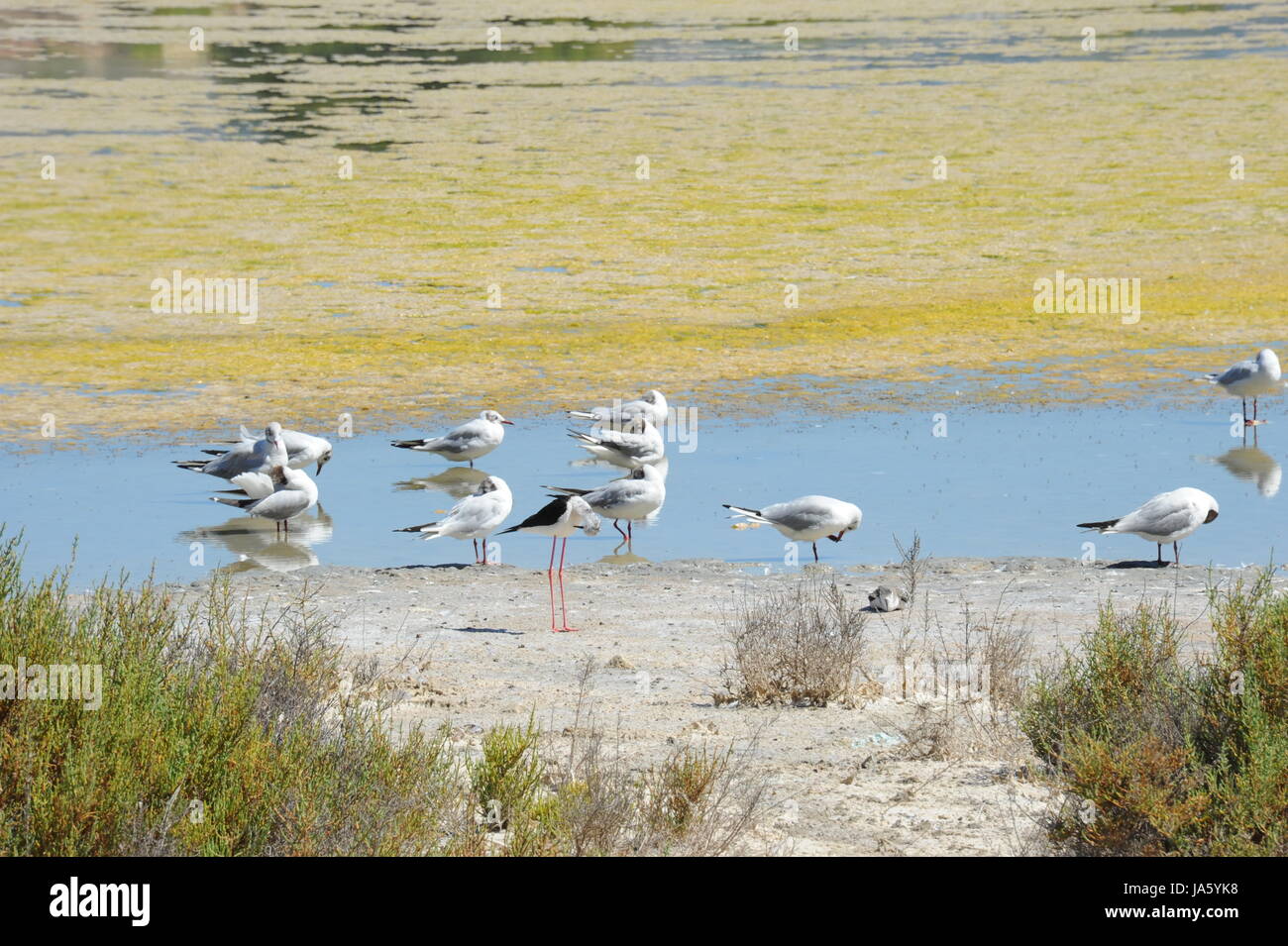 spain, water, mediterranean, salt water, sea, ocean, wing, spain, water ...