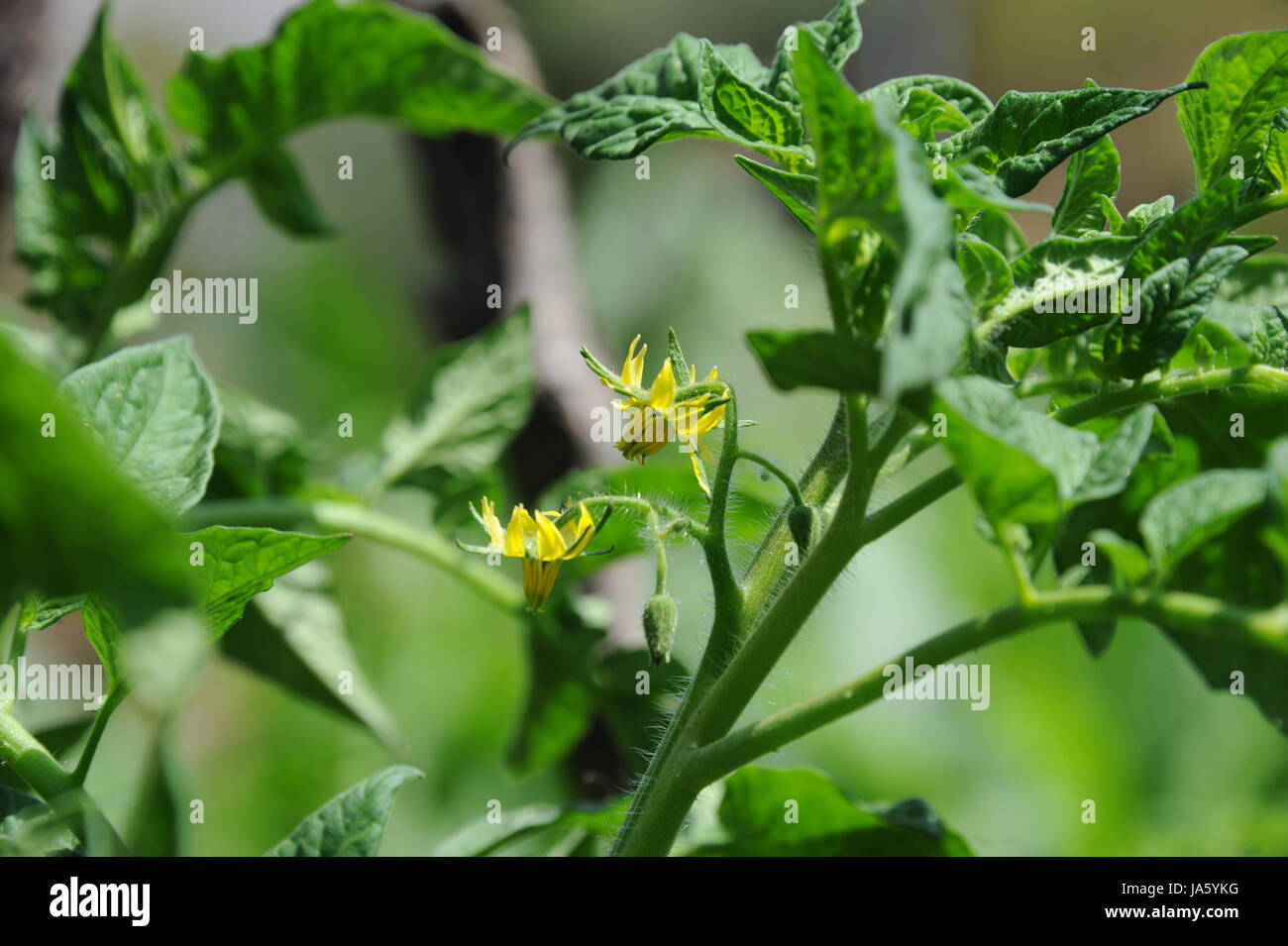 vegetable, tomate solanum lycopersicum, paradeiser seltener ...