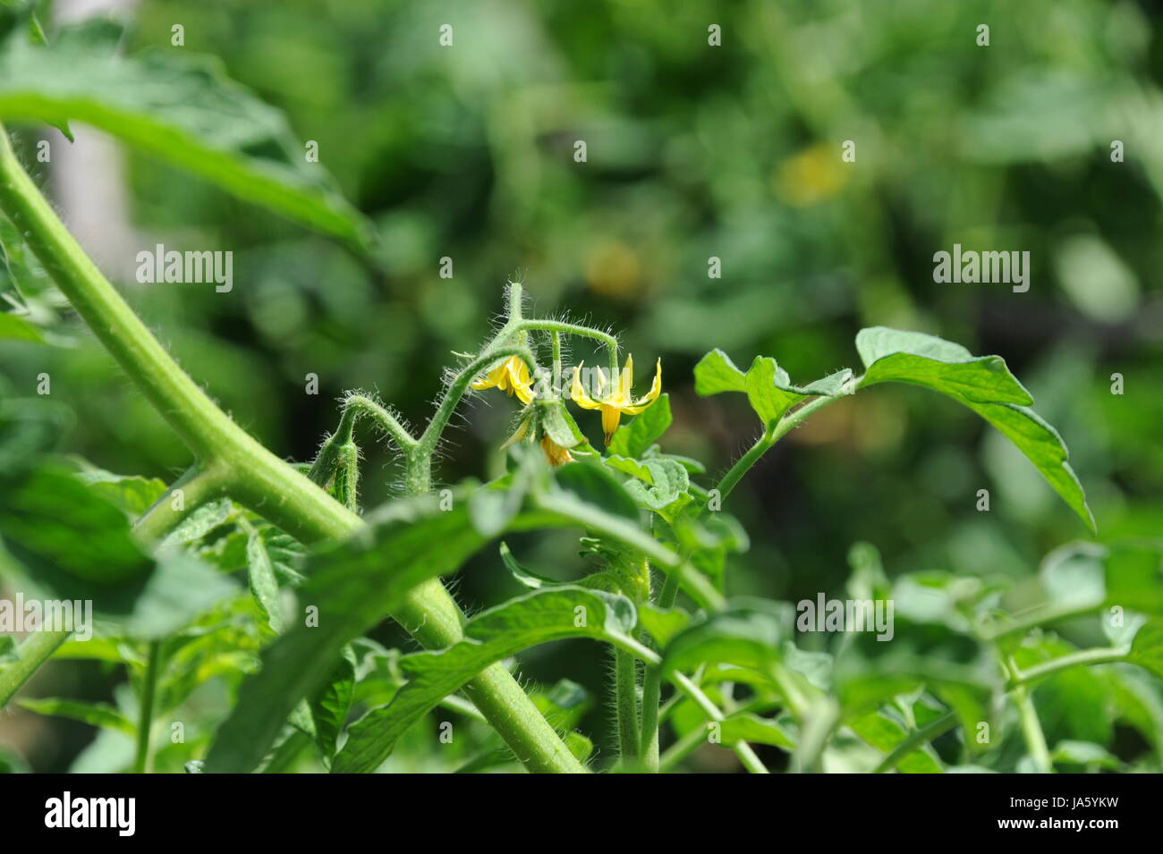 vegetable, tomate solanum lycopersicum, paradeiser seltener ...
