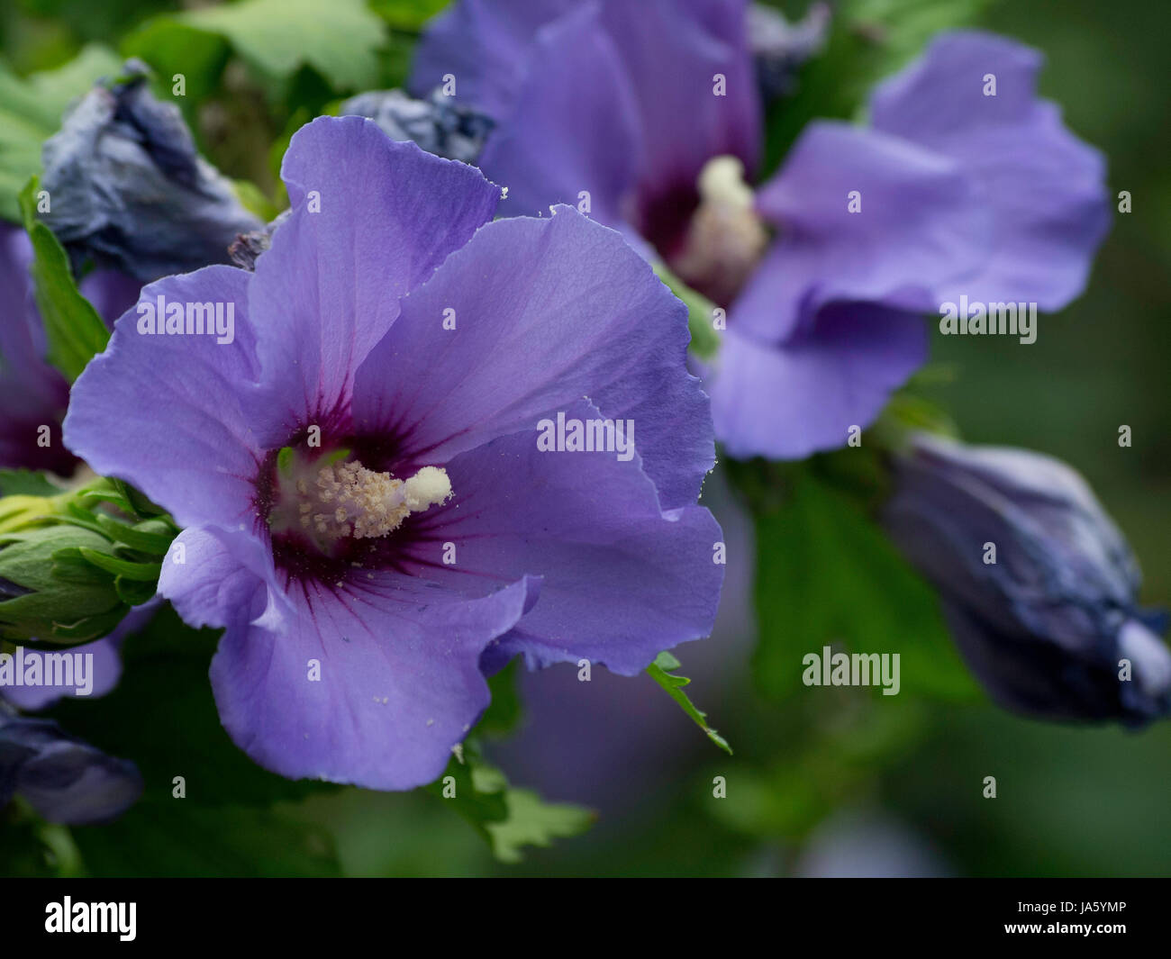 garden, flower, plant, bloom, blossom, flourish, flourishing, summer ...