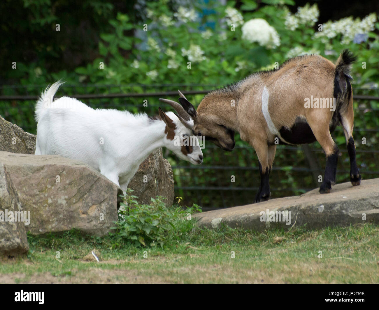 Buck goats hi-res stock photography and images - Alamy