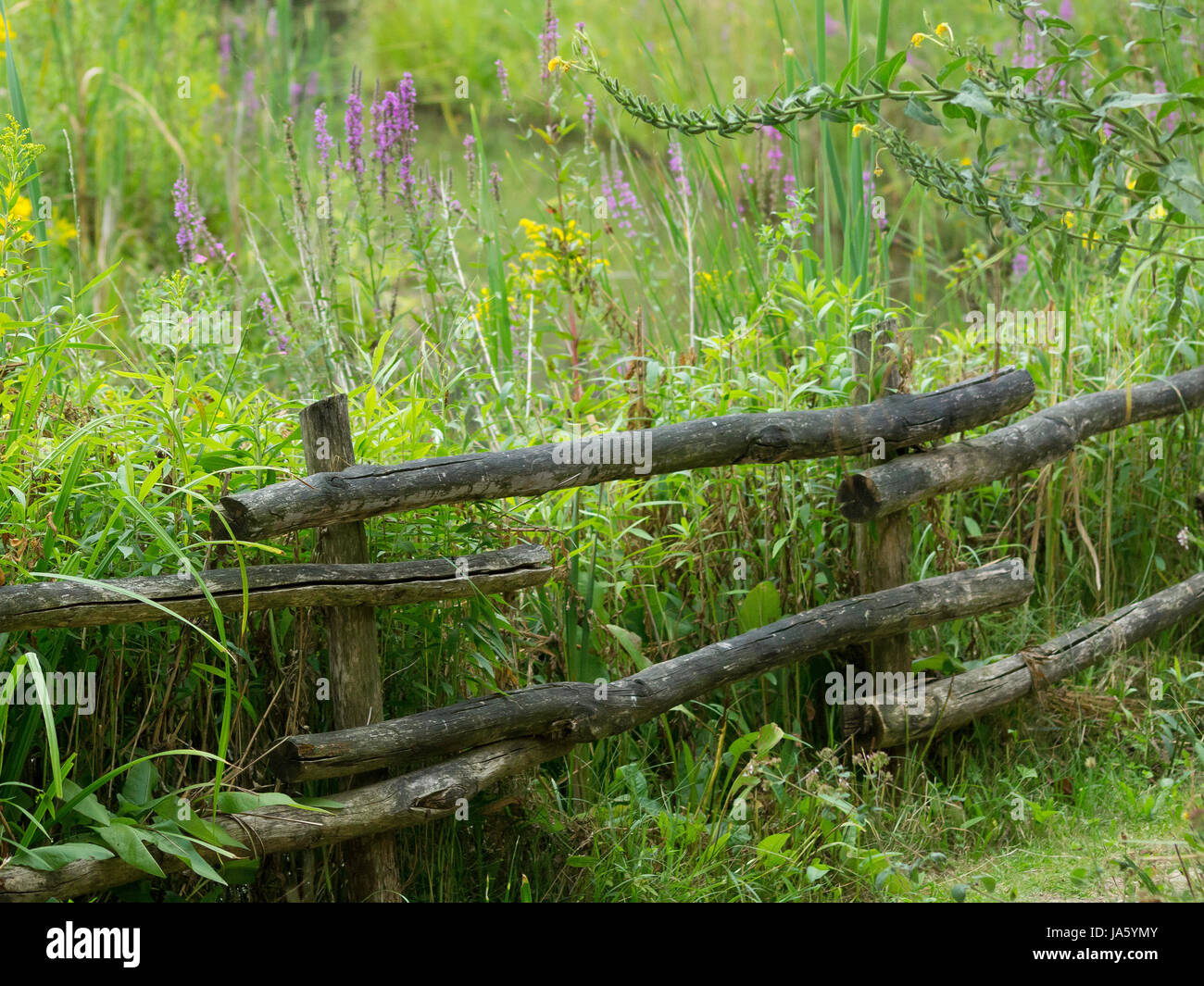 park, garden, plant, fence, fence in, fencing, gardens, nature, garden ...