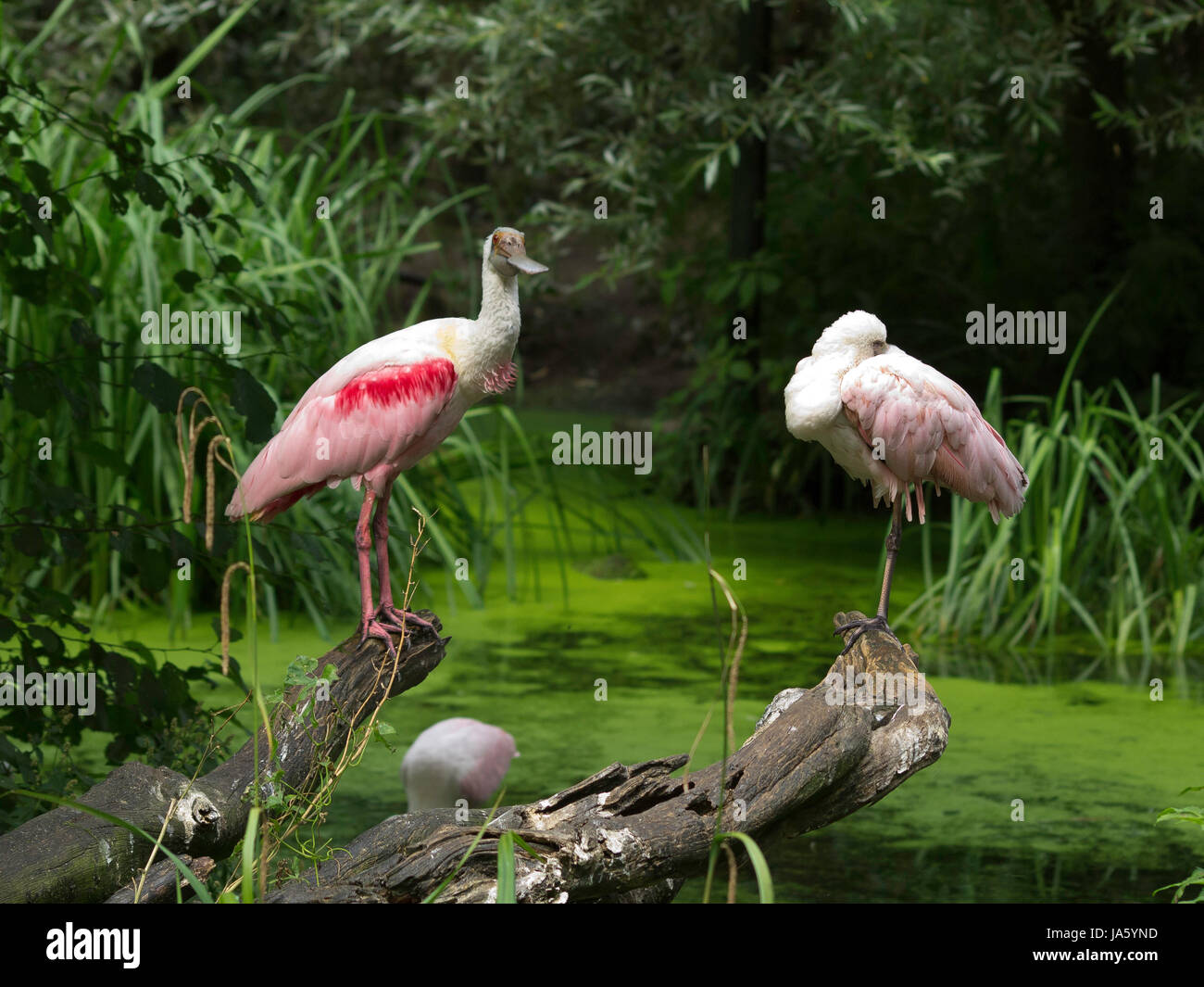 animal, bird, birds, water, nature, animal, bird, animals, birds ...