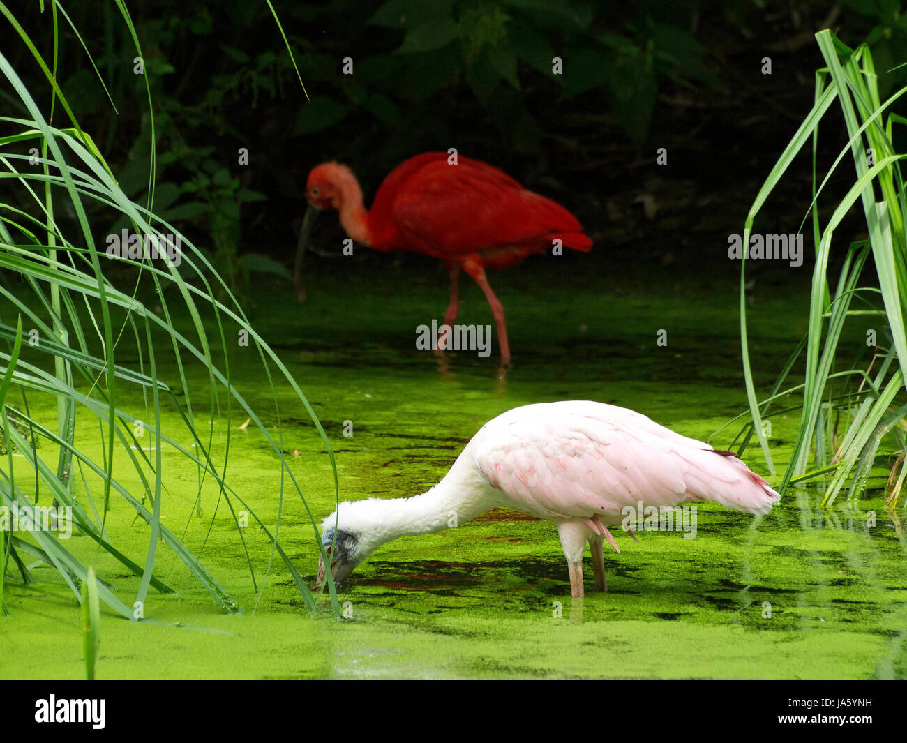 animal, bird, birds, water, nature, animal, bird, animals, birds ...