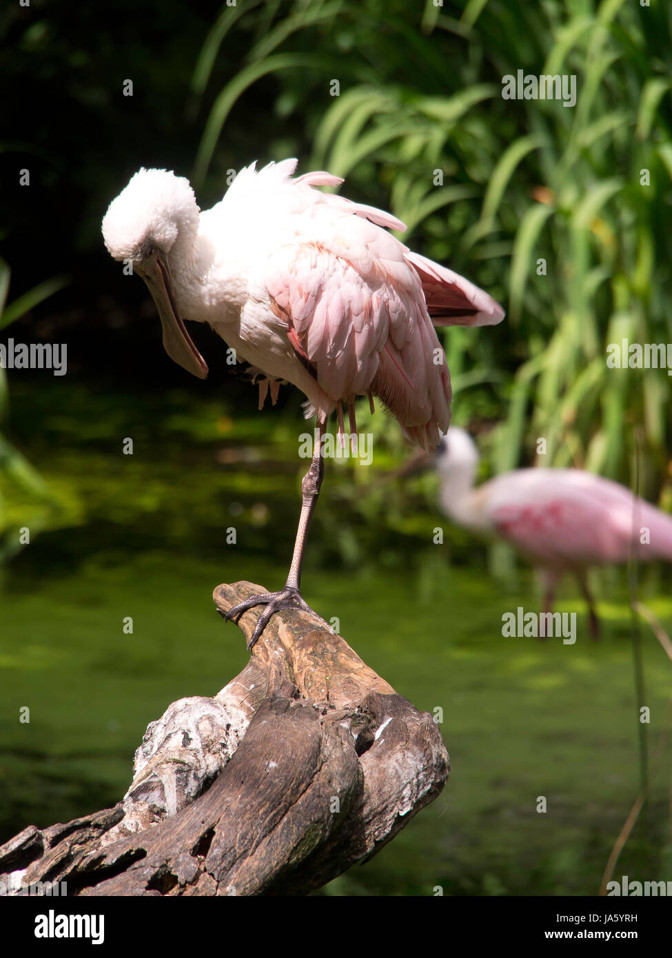 animal, bird, birds, water, nature, animal, bird, animals, birds ...