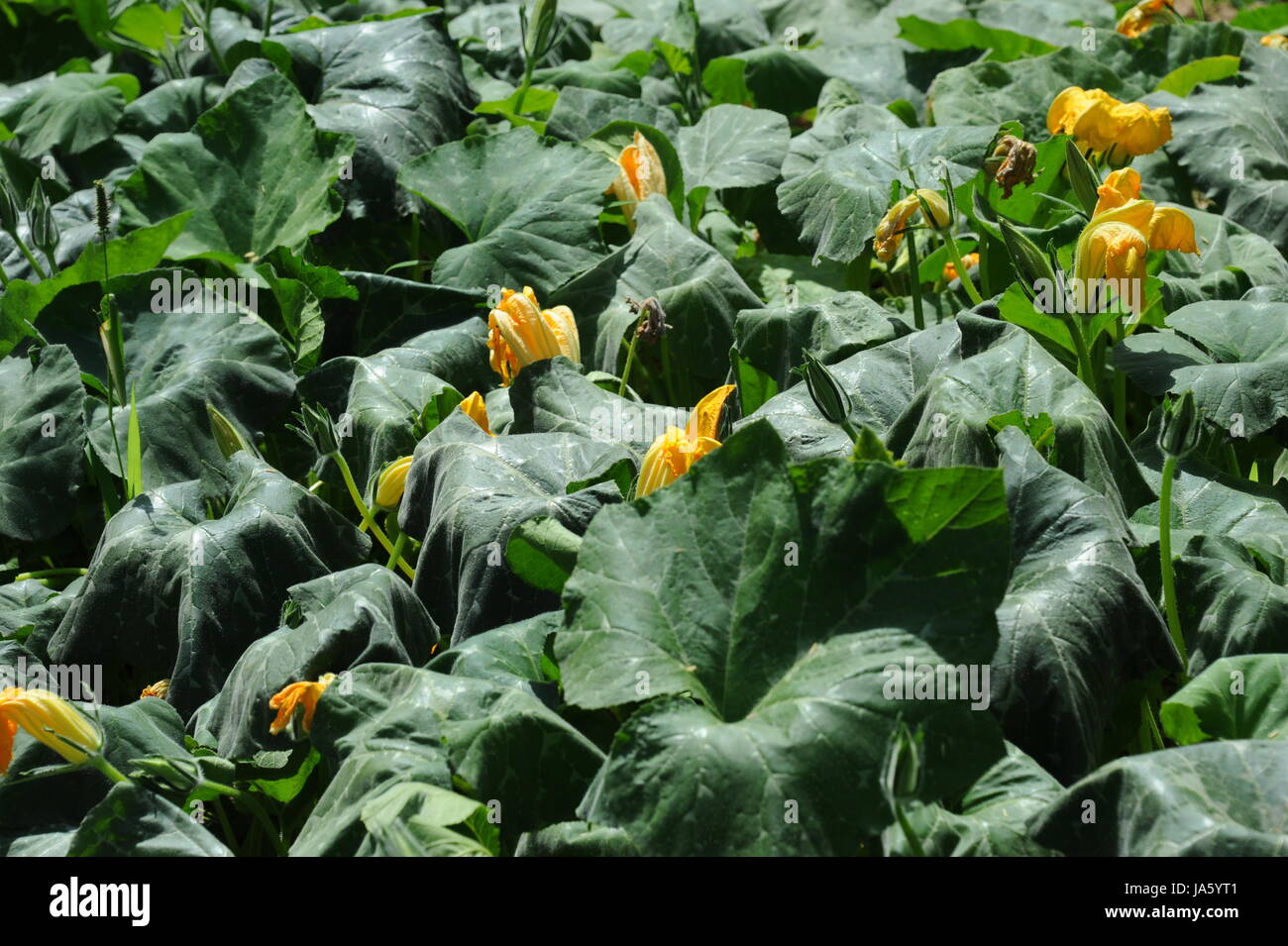 field, cucumber, harvest, healthy, field, harvest, die gurke cucumis ...