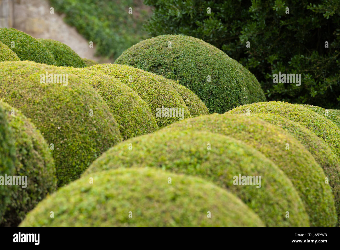 Box hedge cutout hi-res stock photography and images - Alamy