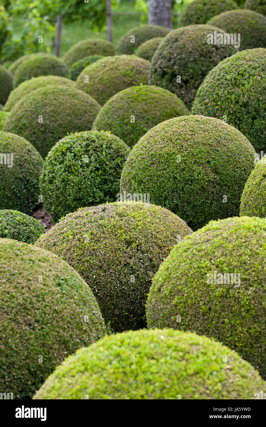 Box hedge cutout hi-res stock photography and images - Alamy