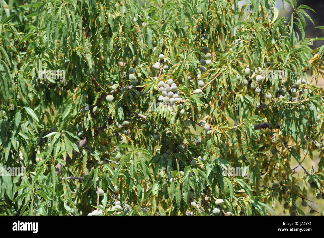 mallorca, spain, almond, italy, flavour, warm, fall, autumn, blue, leaf ...