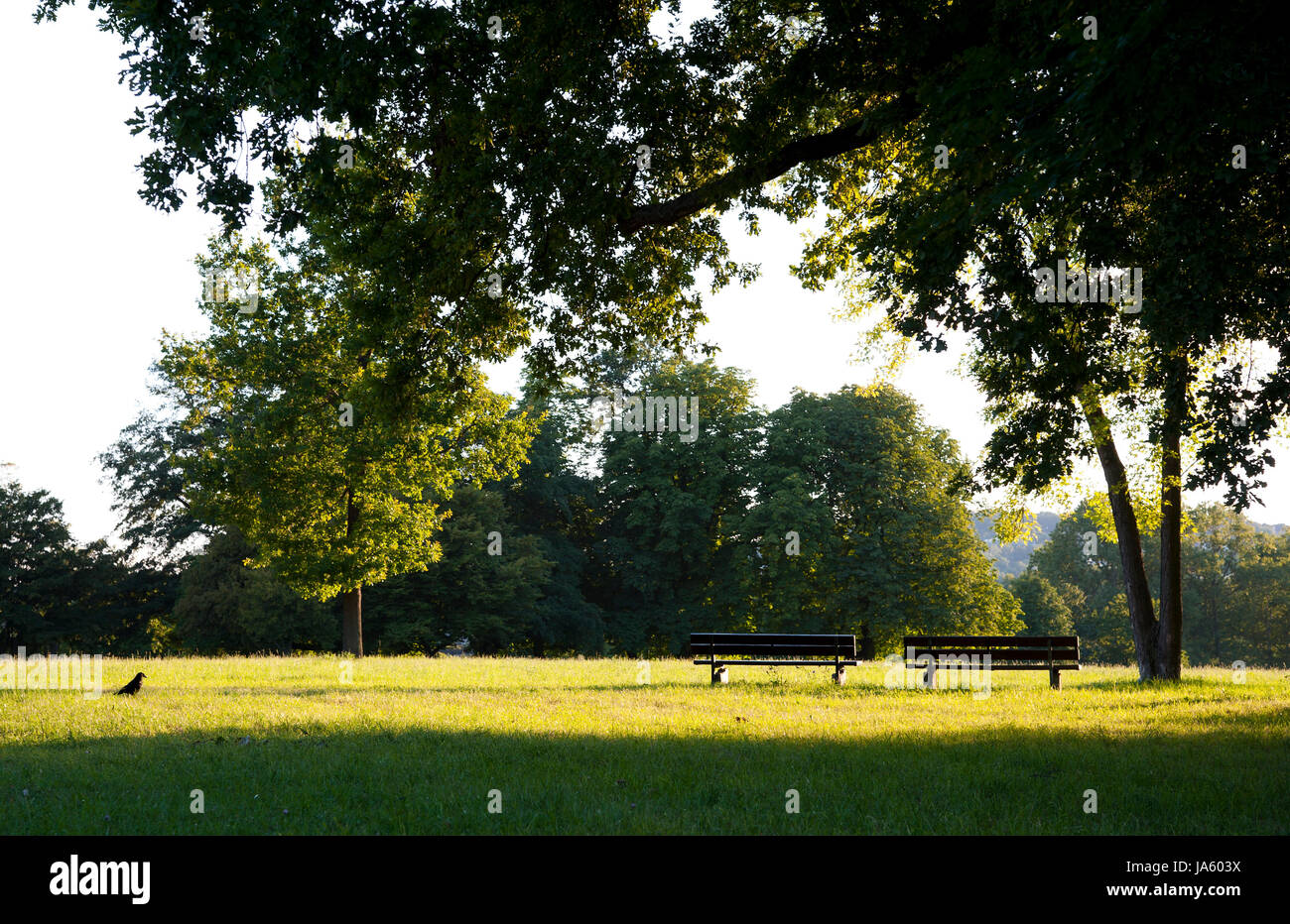 tree, park, crow, setting sun, resting place, meadow, seat, bench ...