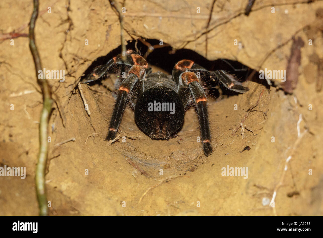 Spider taxonomy hi-res stock photography and images - Alamy