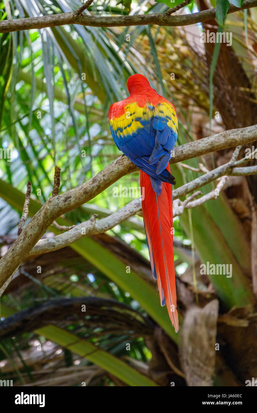 Colorful Scarlet Macaw aviary, back profile Stock Photo - Alamy