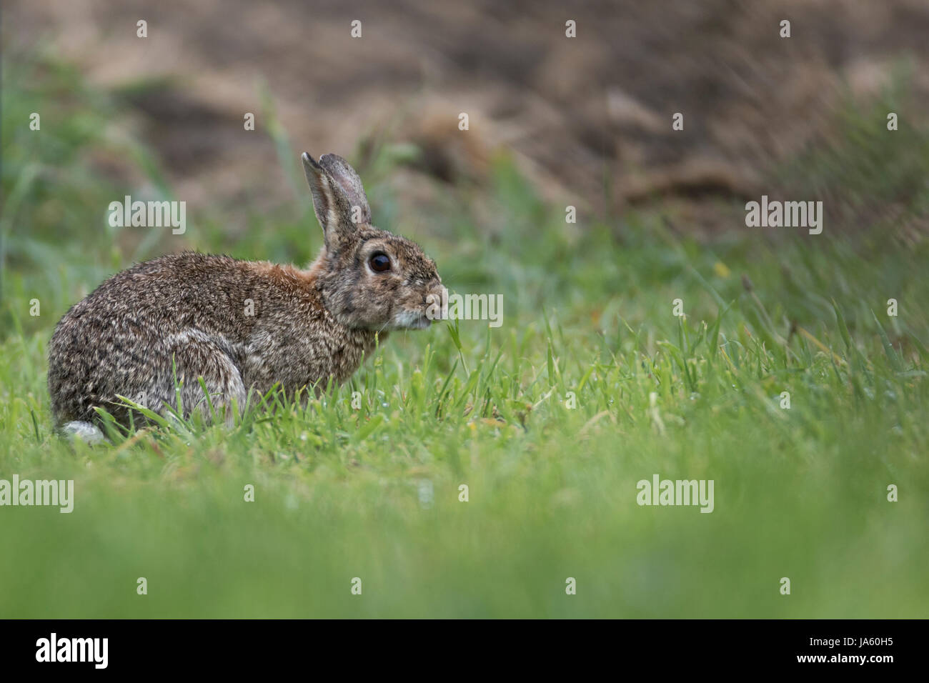 Wildlife and nature of europe hi-res stock photography and images - Alamy