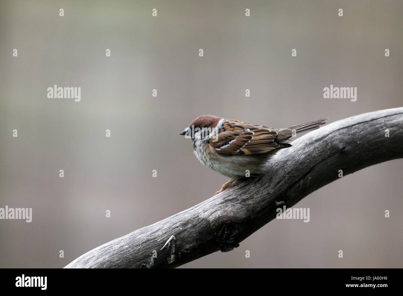 Eurasian tree sparrow close up hi-res stock photography and images - Alamy