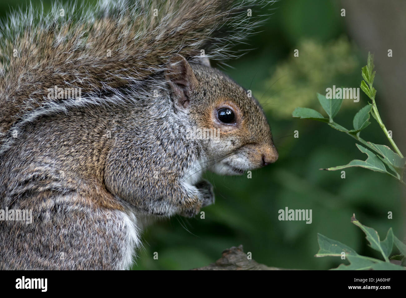 Grey squirrel isolated white hi-res stock photography and images - Alamy
