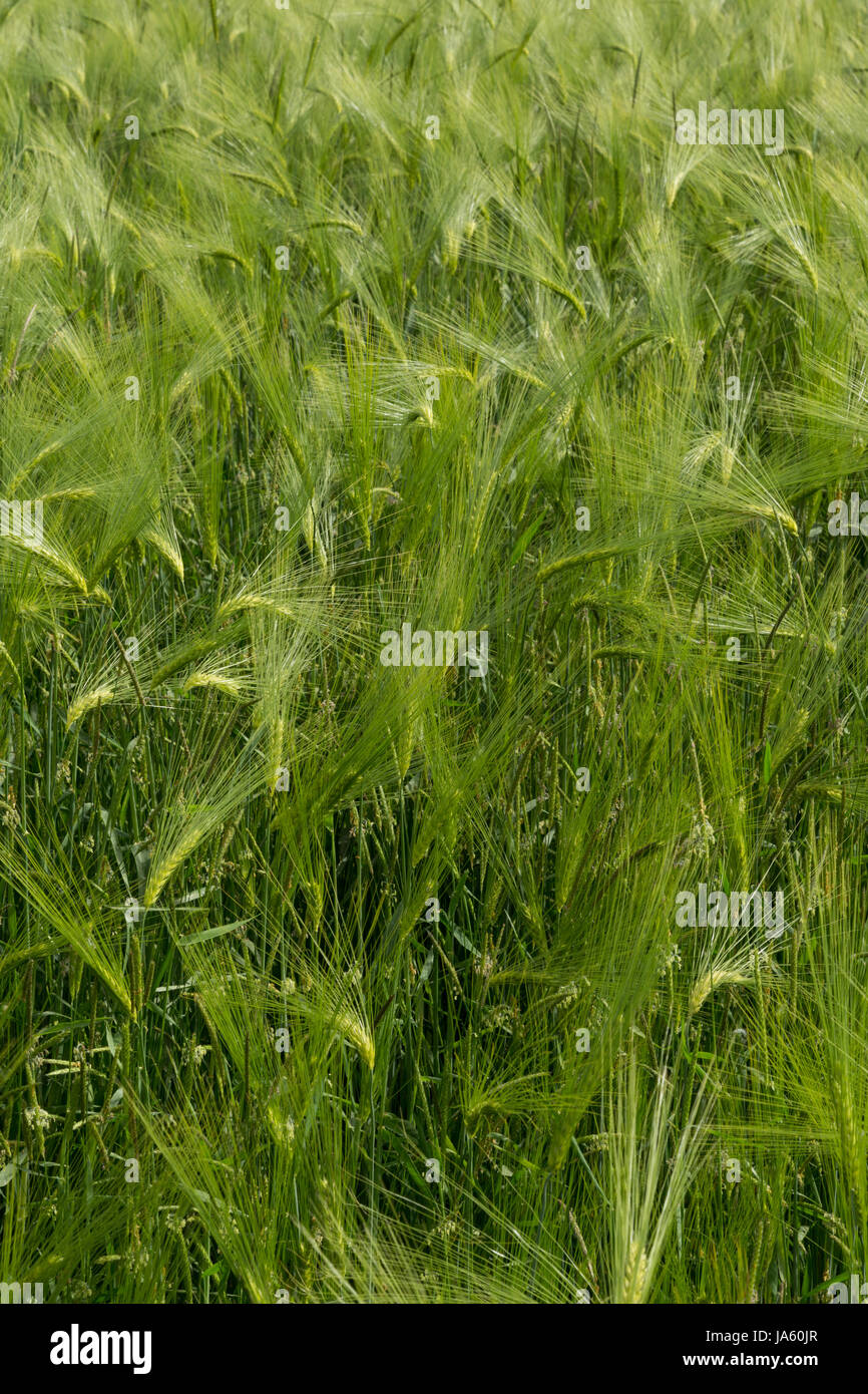 Barley stalks hi-res stock photography and images - Alamy