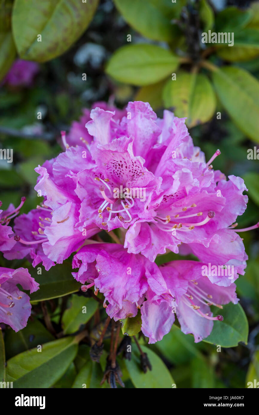 A close up image of a beautiful pink rhododendron Stock Photo - Alamy