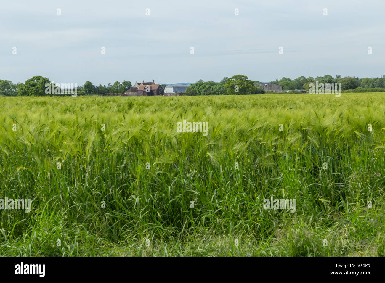 A field of barley growing in summer with a farm in the distance Stock ...