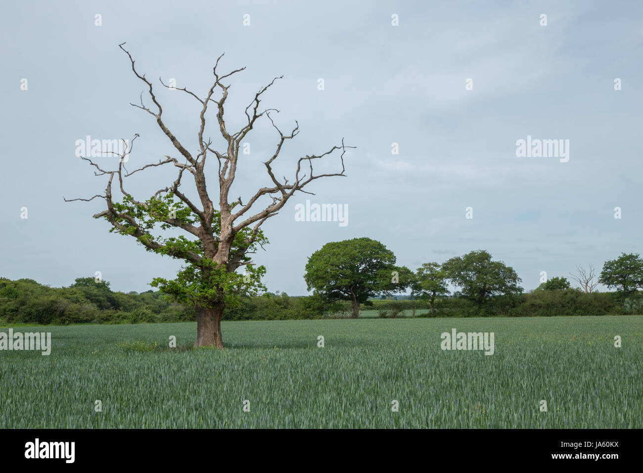 A single old dead tree in a green field with a blue sky and wispy white ...