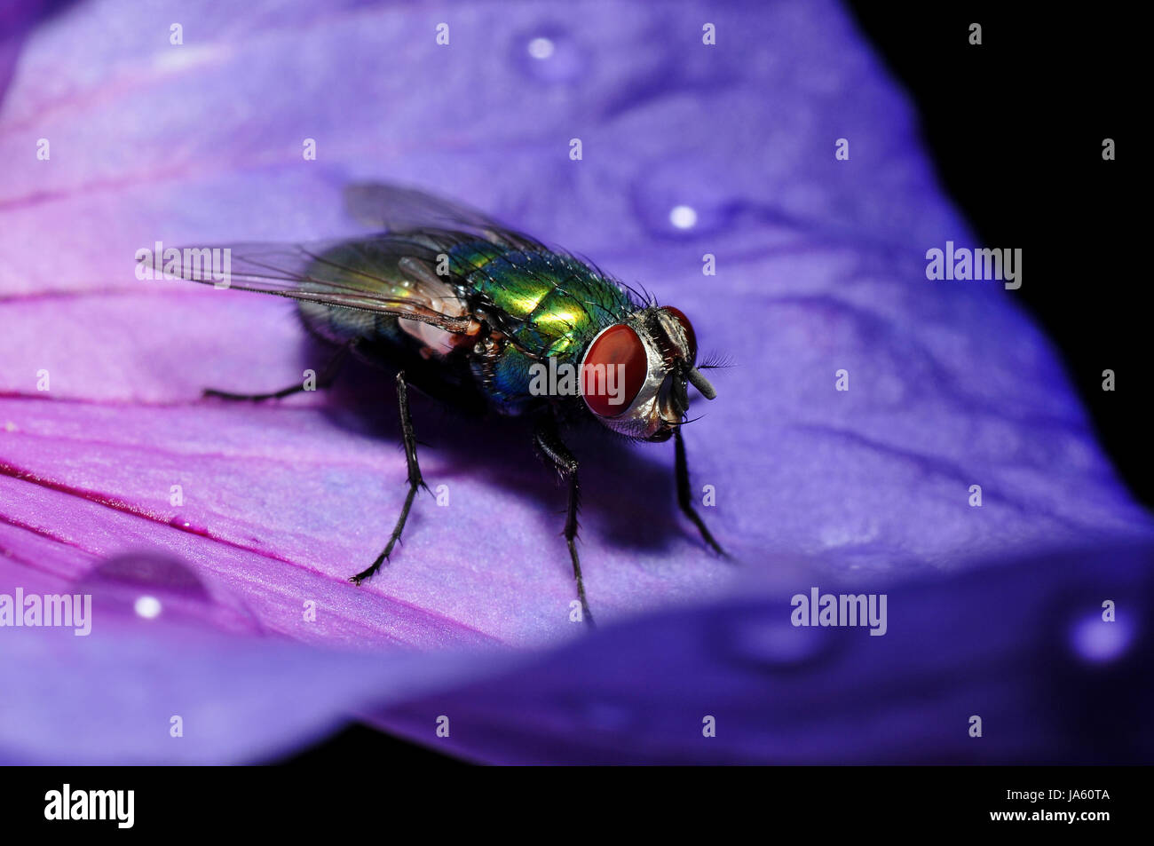 insect, fly, insect, insects, green, wing, purple, fly, petal, antenna ...