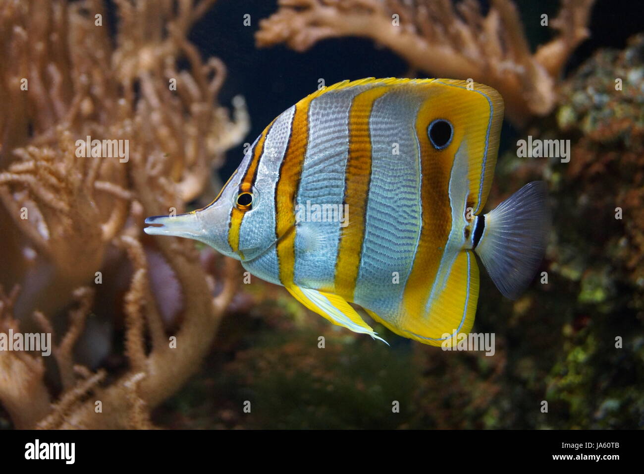 butterfly, fish, golden, gold, yellow, blue, animal, wild, butterfly ...