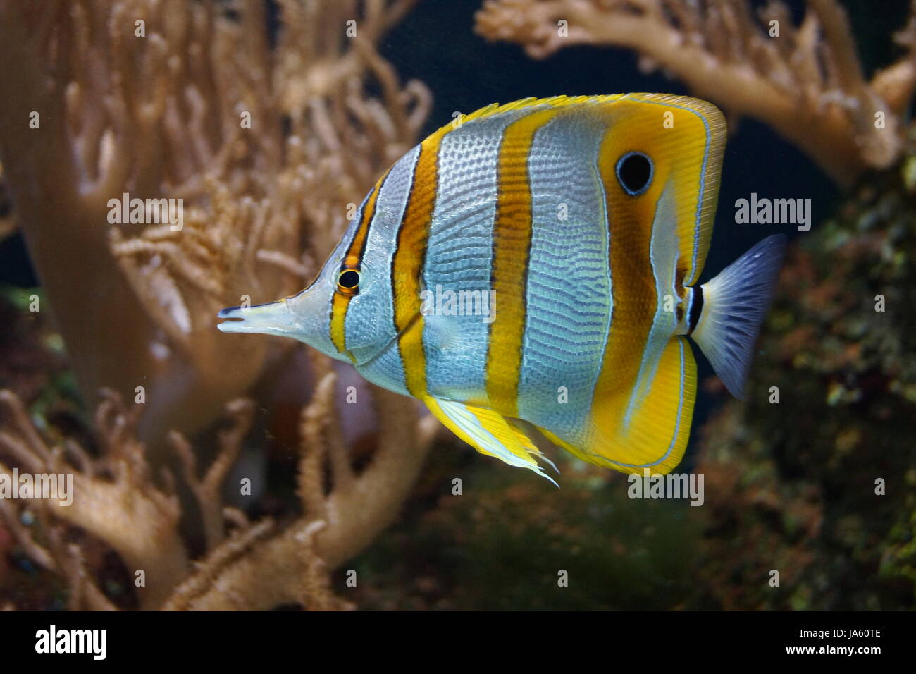 butterfly, fish, golden, gold, yellow, blue, animal, wild, butterfly ...