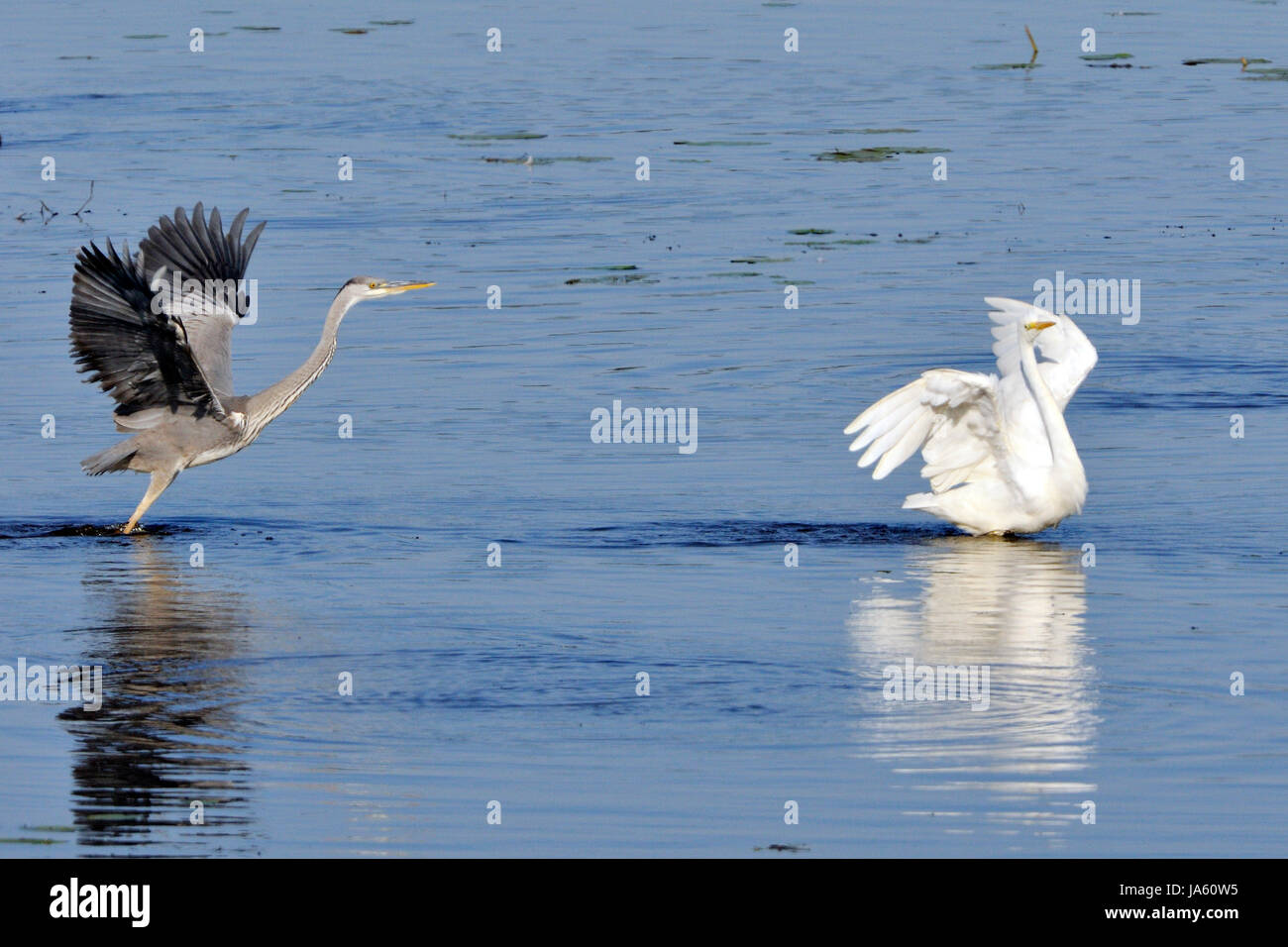 heron, quarrel, flight, bird, animals, birds, blank, european ...