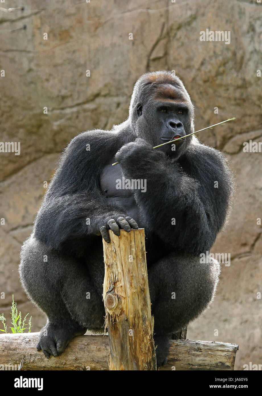 Primate mimic hi-res stock photography and images - Alamy