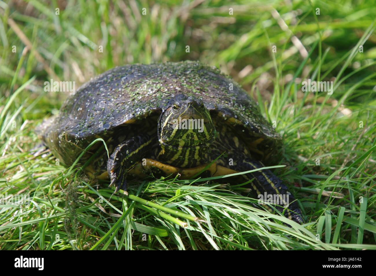 national park, saurian, armour, fresh water, pond, water, terrapin ...