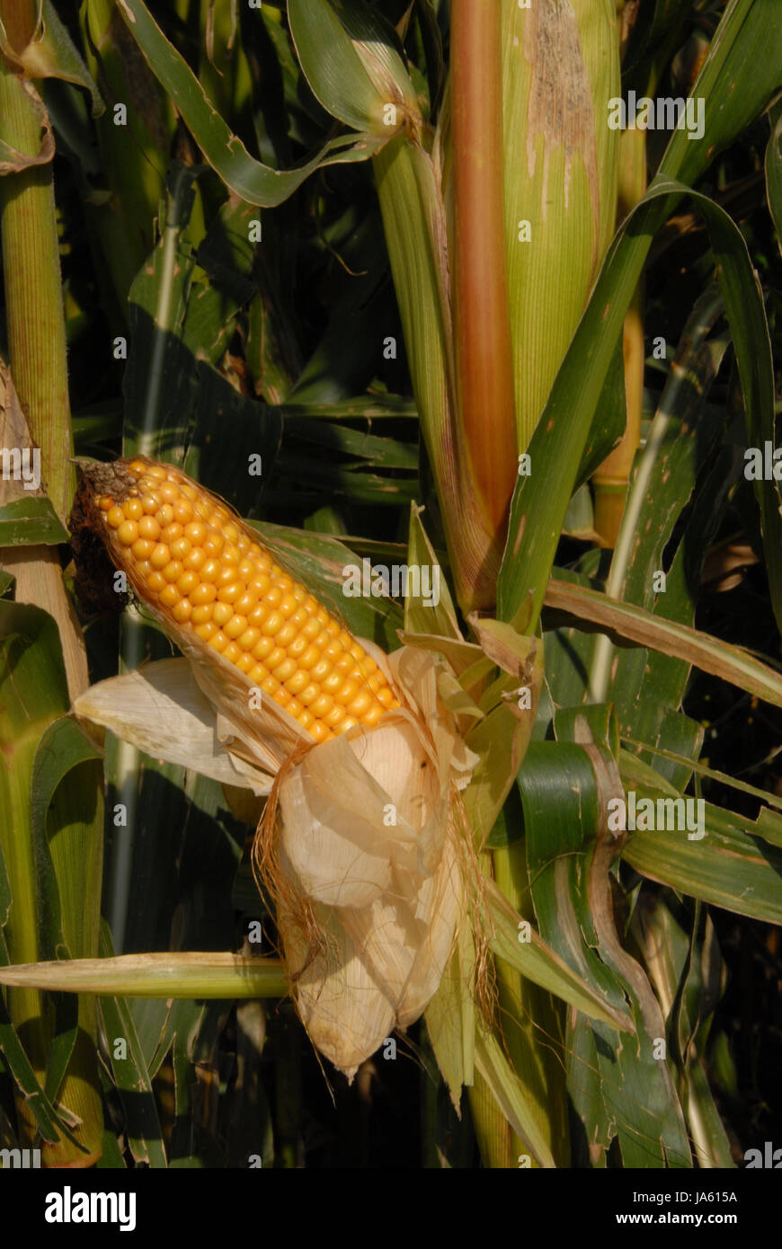 bavaria, corn, feeding stuff, corn-growing, agriculture, farming ...