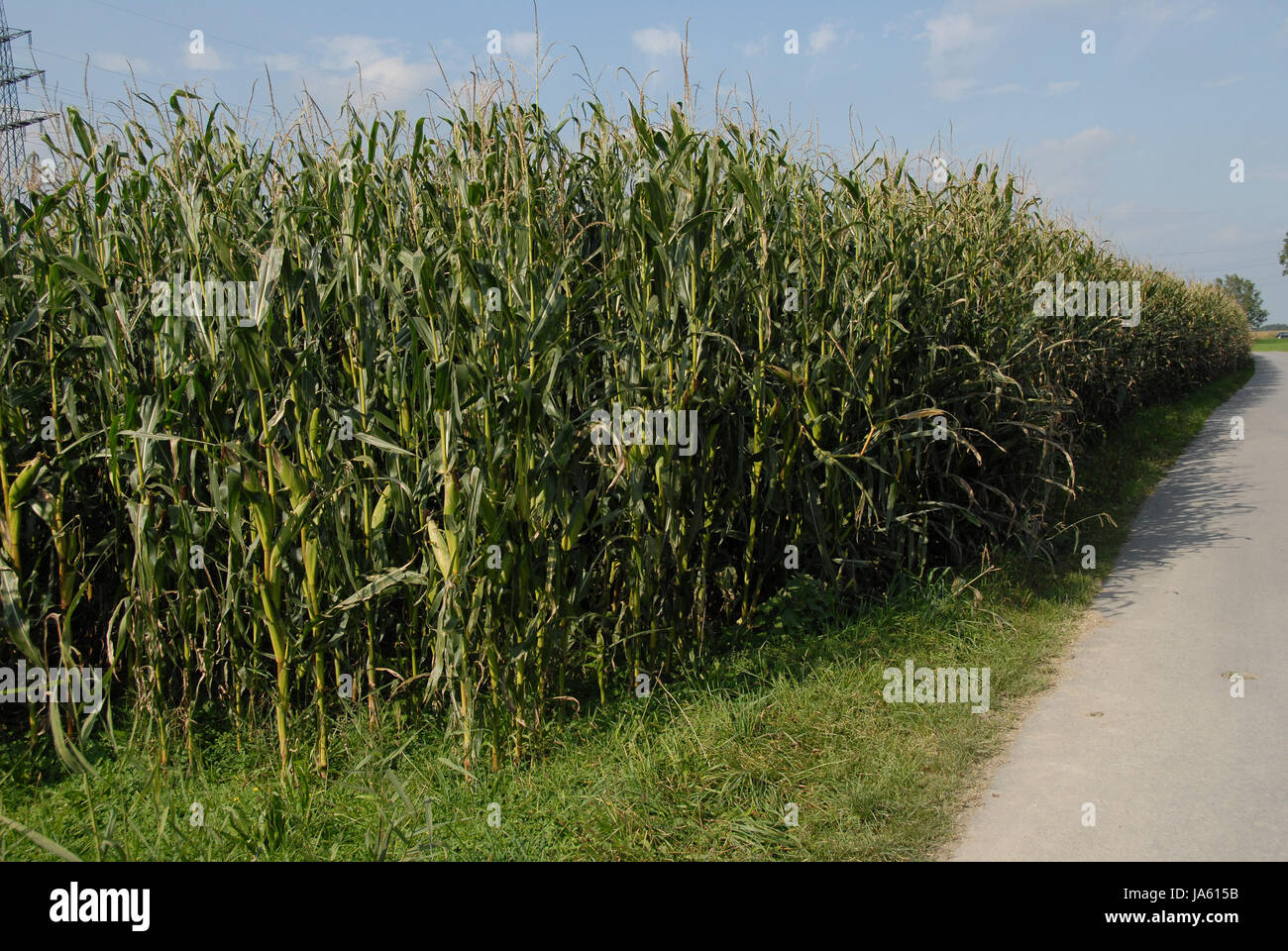 agriculture, farming, bavaria, corn, cornfield, monoculture, corn ...