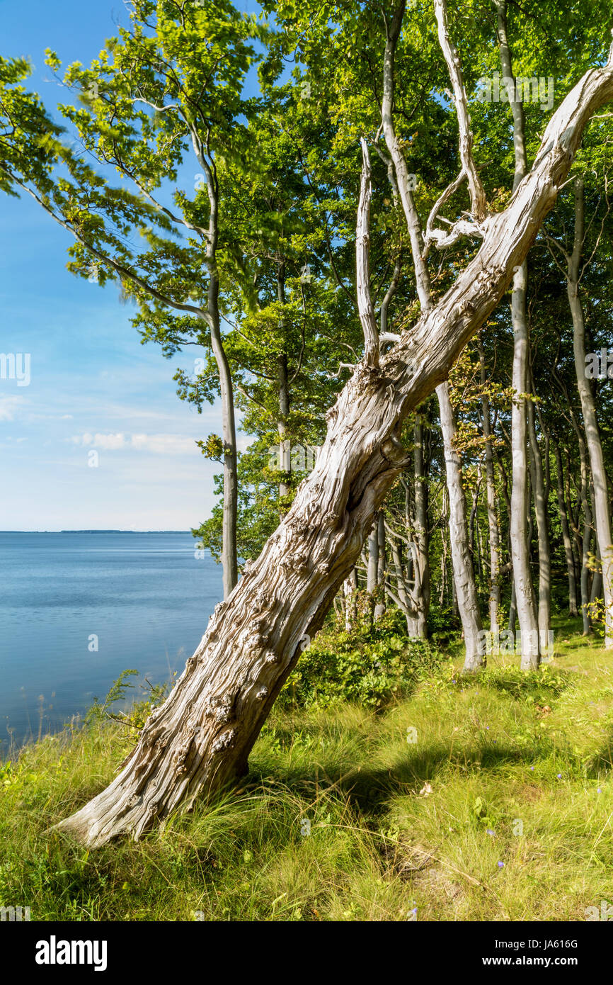 tree, hike, go hiking, ramble, beach, seaside, the beach, seashore ...