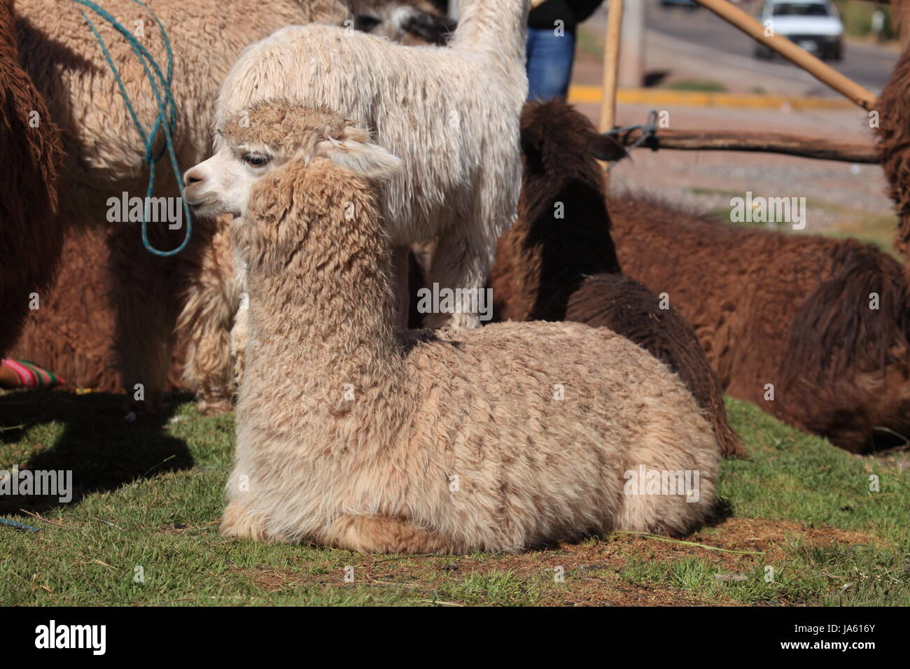 camel, south america, alpaca, peru, andes, llama, camel, herd, south ...