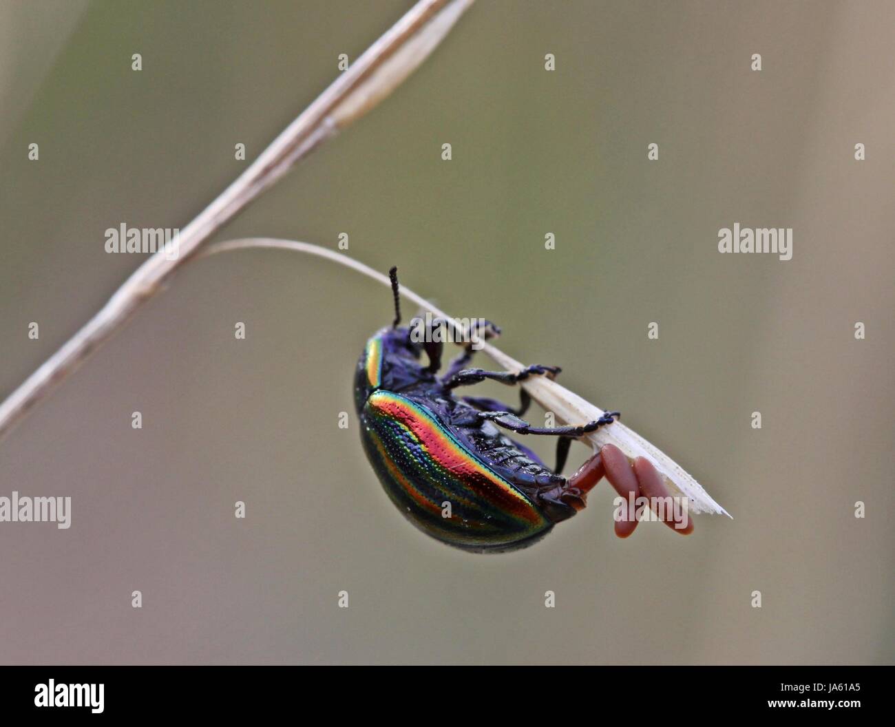 Snowdon beetle hi-res stock photography and images - Alamy
