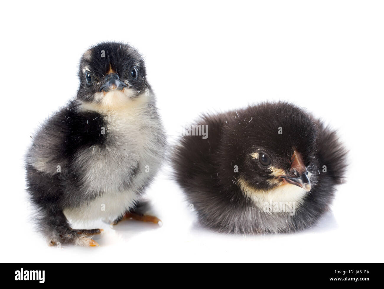 two Marans chicks in front of a white background Stock Photo - Alamy
