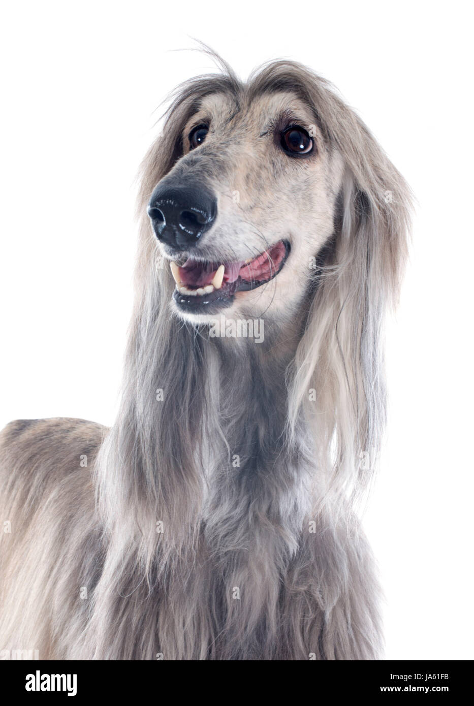 fur, dog, studio, female, greyhound, canine, purebred, pedigree ...