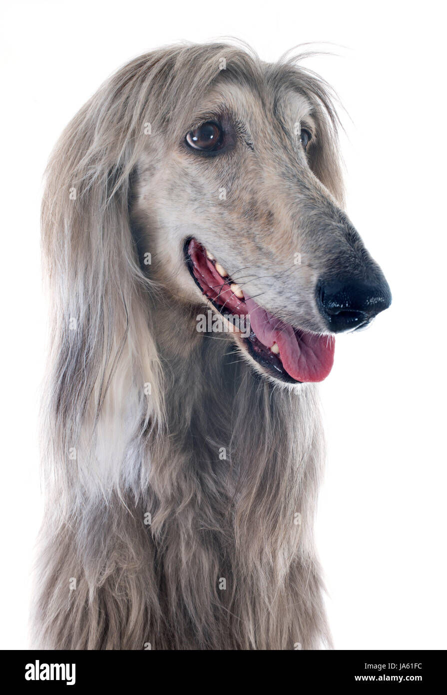 fur, dog, studio, female, greyhound, canine, purebred, pedigree ...