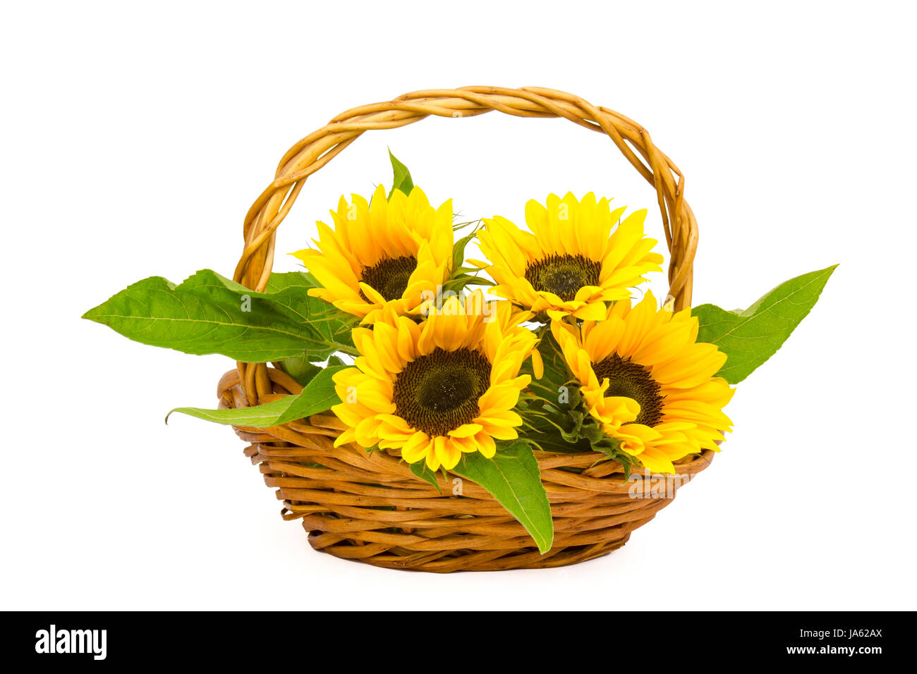 environment, enviroment, composition, feminine, garden, flower, plant ...