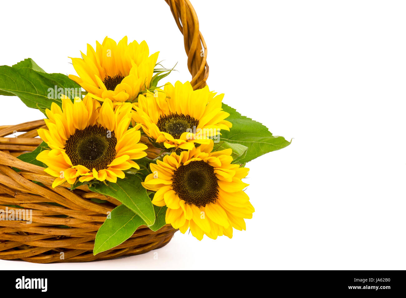 environment, enviroment, composition, feminine, garden, flower, plant ...