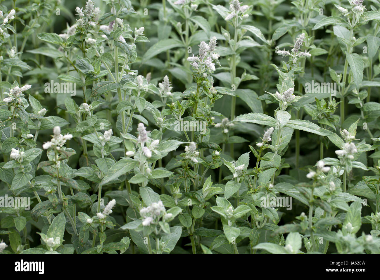 leaf, garden, mint, herb, peppermint, backdrop, background, plant, leaf ...