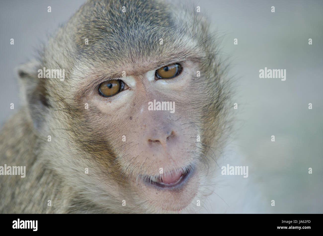 animal,face,monkey,eye,organ,head,face close up,ape,primate Stock Photo ...