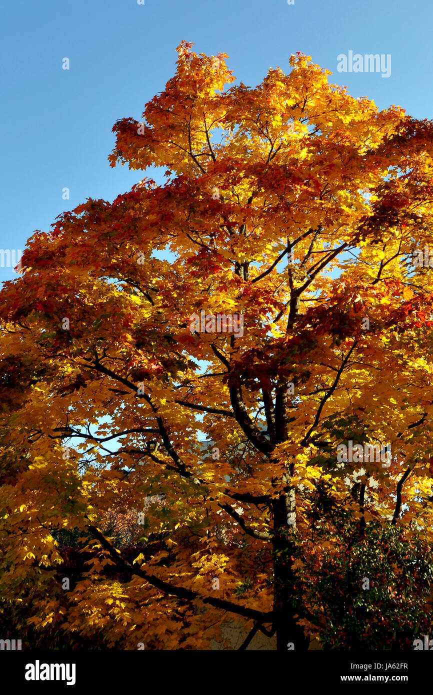 tree, maple, plant, fall, autumn, blue, tree, leaves, sunlight ...