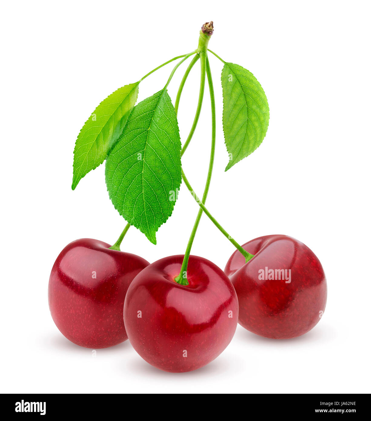 Cherry isolated on white background Stock Photo - Alamy