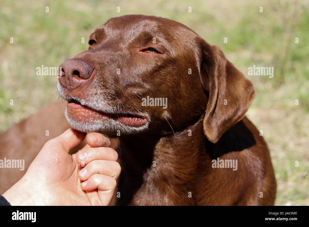Chin scratch hi-res stock photography and images - Alamy